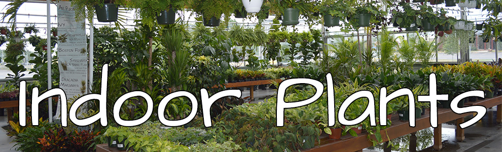 Home page [gardenfactoryny.com]