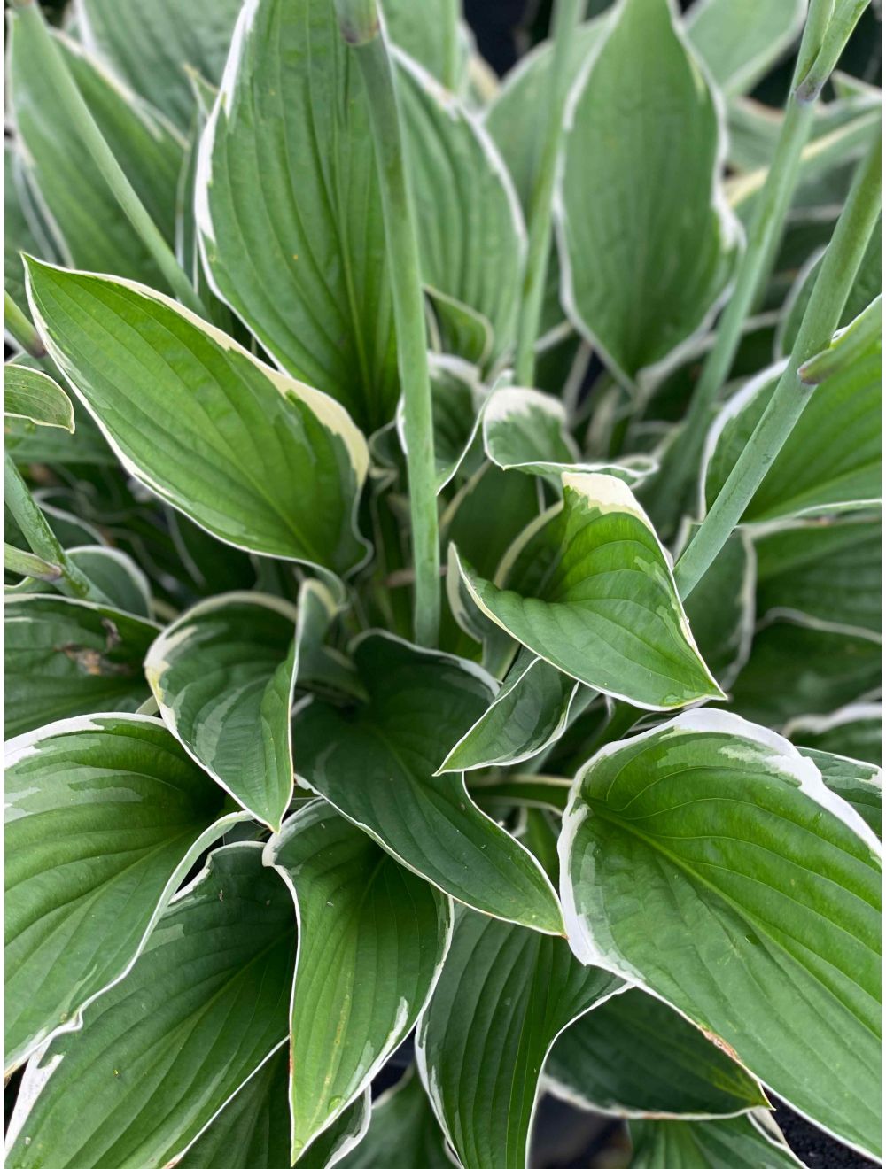 Hosta Minuteman