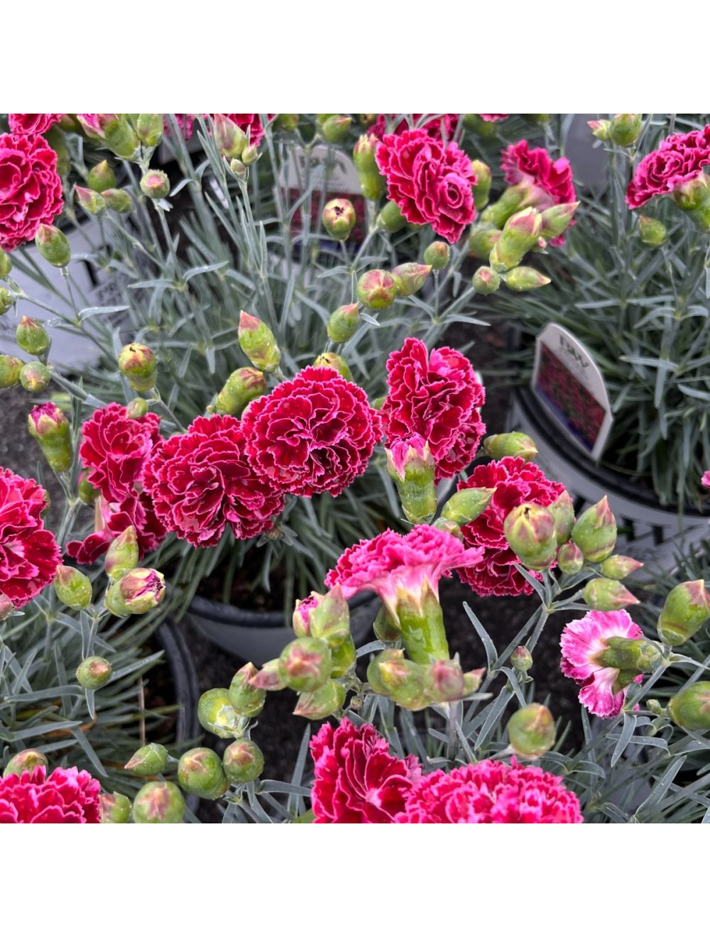 Dianthus Fruit Punch Cherry Vanilla