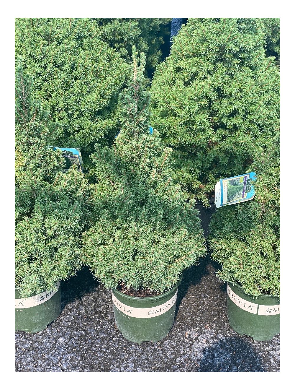 Spruce Alberta Dwarf Conica