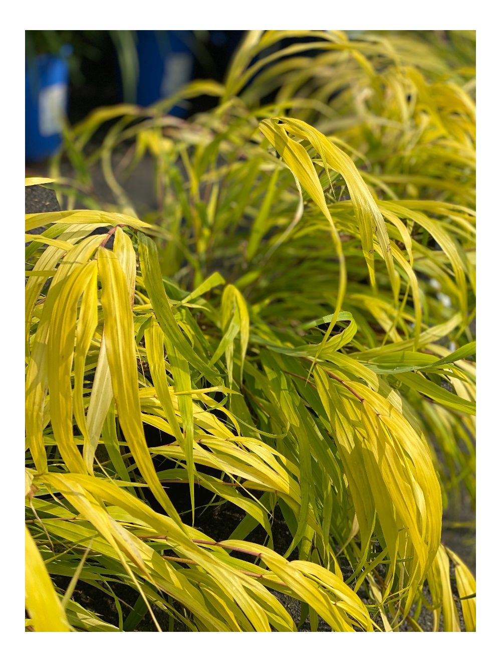 Grass Japanese Forest All Gold
