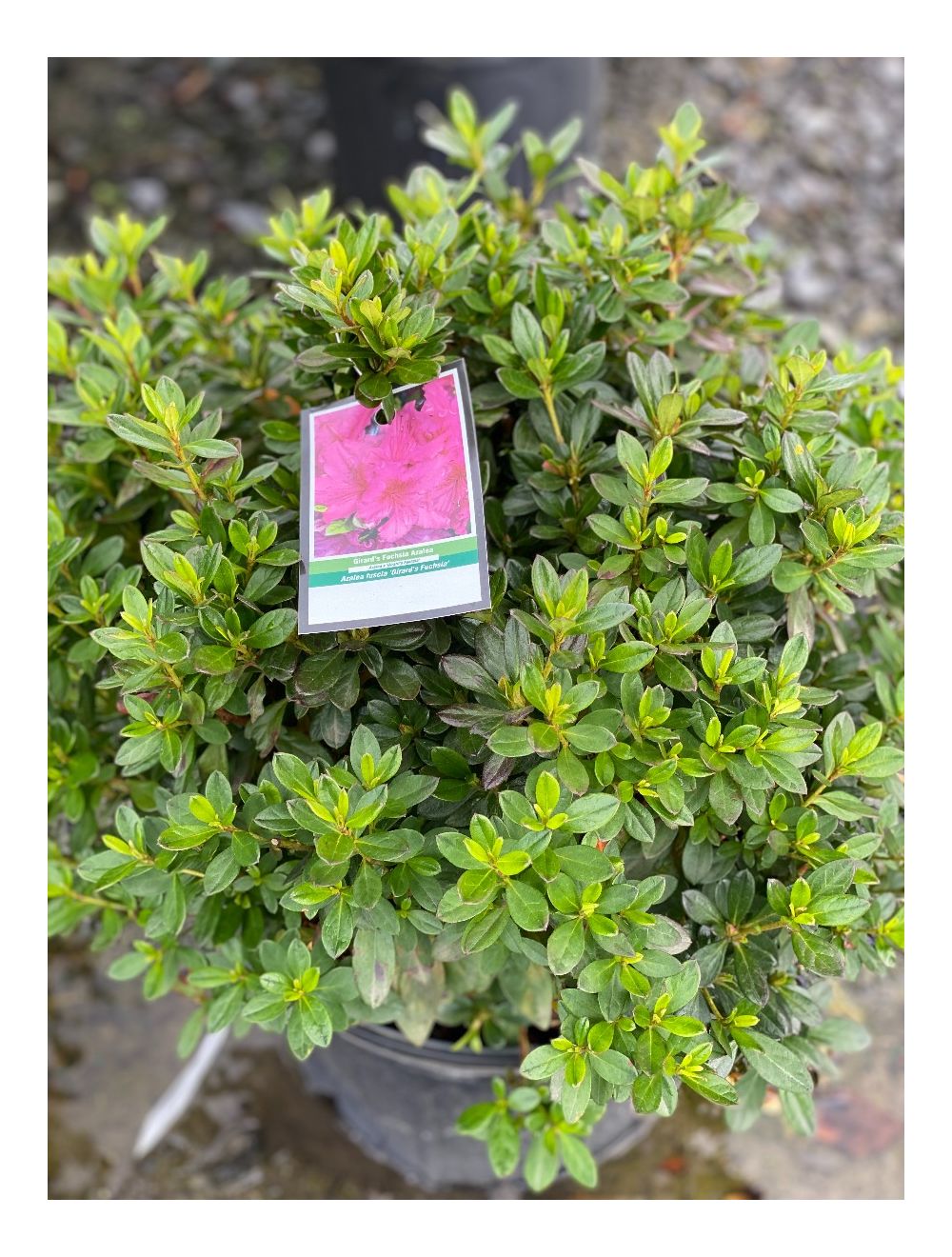 Azalea Girard's Fuchsia