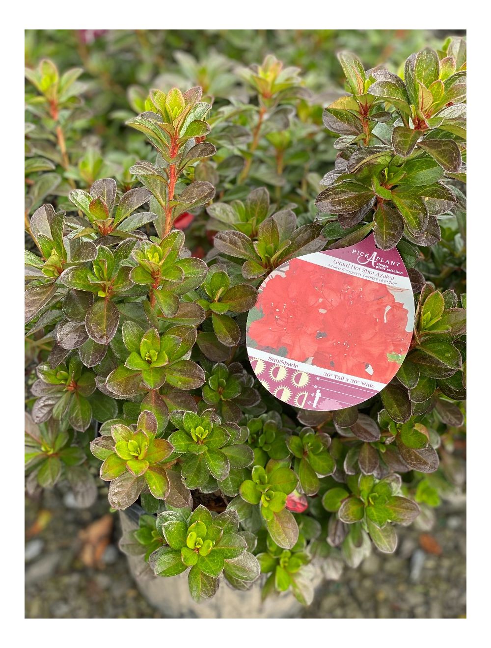 Azalea Girard's Hot Shot