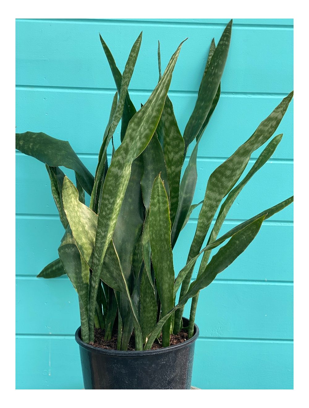 Sansevieria Jaboa 10"