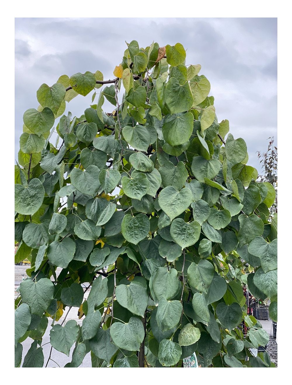 Redbud Lavender Twist Weeping