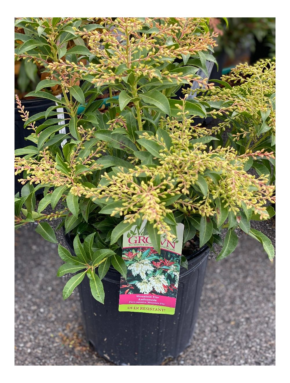 Pieris Japonica Mountain Fire