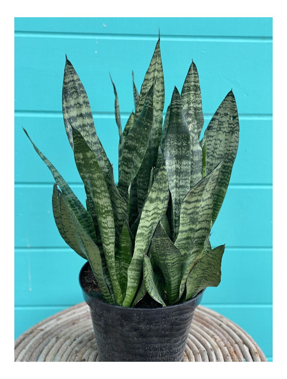 Sanseveria Robusta 10"