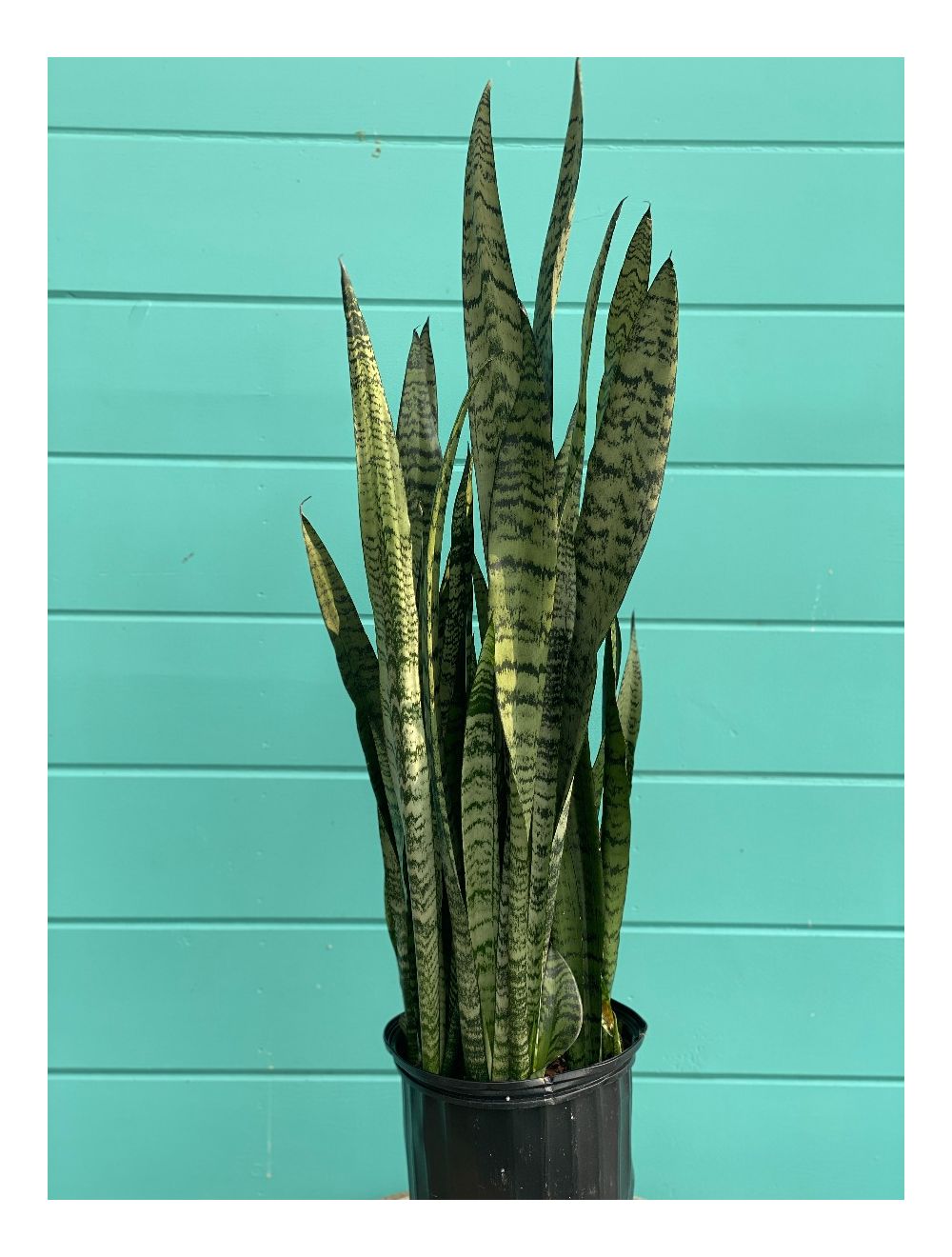 Sansevieria Zeylanica 10"