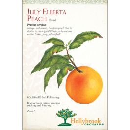 dwarf elberta peach