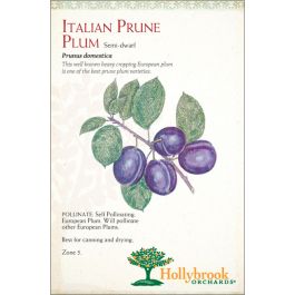 Plum Italian Prune European Semi-dwarf
