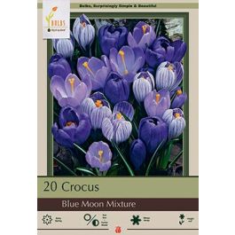 Crocus Blue Moon Mix 15PK