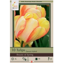 Tulip Beauty of Spring 10PK