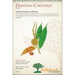 Nut Dunstan Chestnut