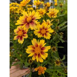 Coreopsis Enchanted Eve