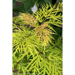 Elderberry Lemon Lace