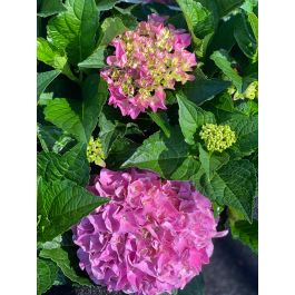 Hydrangea Cityline Venice