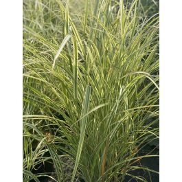 Maiden Grass Variegated