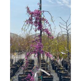 Redbud Lavender Twist Weeping
