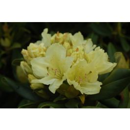 Rhododendron Capistrano