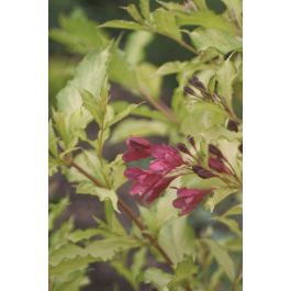 Weigela Ghost