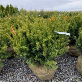 Yew Dense Spreading