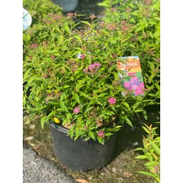 Spirea Neon Flash