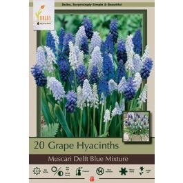 Muscari Delft Blue 20PK