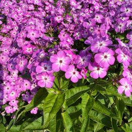 Phlox Volcano Purple White Eye