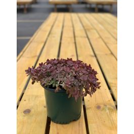 Sedum Fire Cracker
