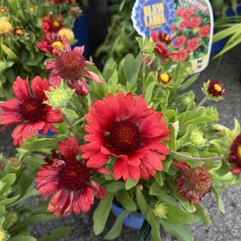 Blanket Flower Mesa Red