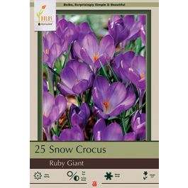 Crocus Ruby Giant 25PK