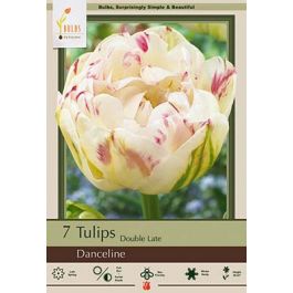 Tulip Danceline 7PK