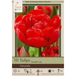 Tulip Miranda 7 PK