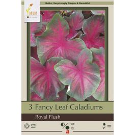 Caladium Royal Flush 3PK