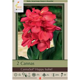 Canna CannaSol Happy Isabel 2 PK