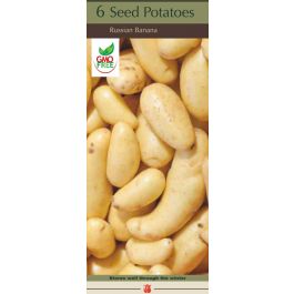 Potato Russian Banana 6PK