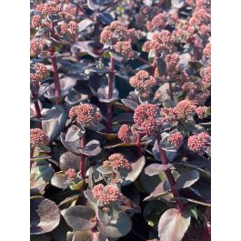 Sedum Night Embers
