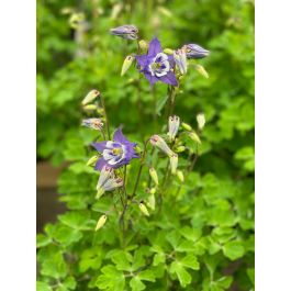 Columbine Winky Blue & White