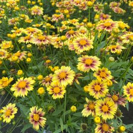 Coreopsis Enchanted Eve