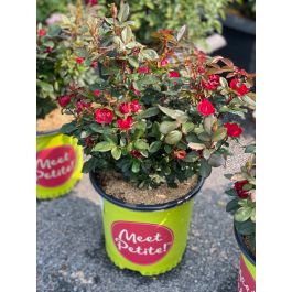 Rose Knockout Petite