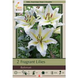 Lily Oriental Baferrari 2PK