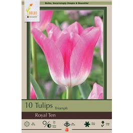 Tulip Royal Ten 10PK