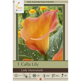 Calla Lily Lady Marmalade 1PK