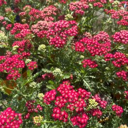 Yarrow New Vintage Red