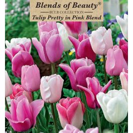 Tulip Pretty in Pink Blend 15PK