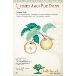 Pear Chojuro Asian Dwarf