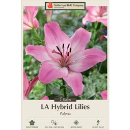 Lily LA Hybrid 2PK