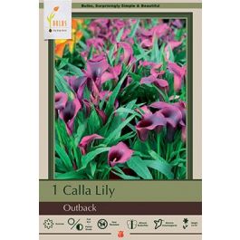Calla Outback 1PK
