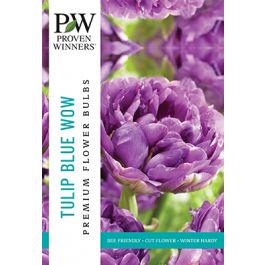 Tulip Blue Wow 10PK