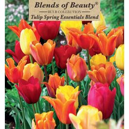 Tulip Spring Essentials 15PK